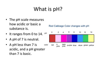 Red Cabbage Indicator Ph Scale