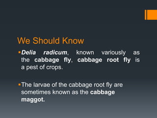 Cabbage maggot | PPTX