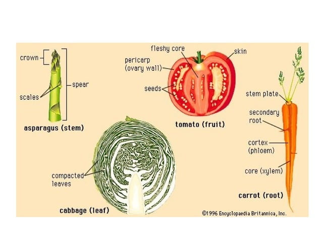 Cabbage New powerpoint in vegetable production | PPT