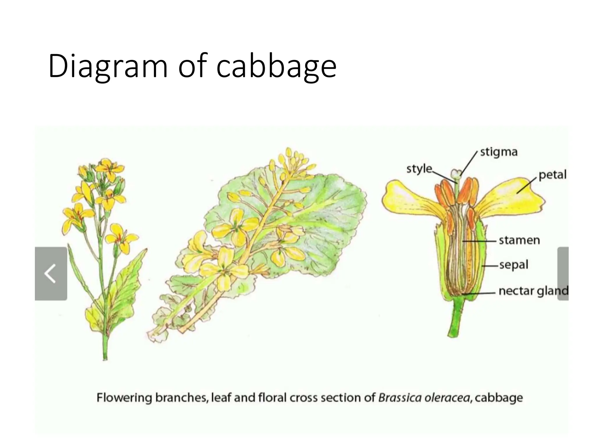cabbage seed production and standards.pptx