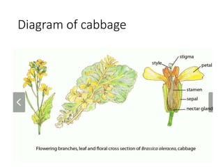 cabbage seed production and standards.pptx