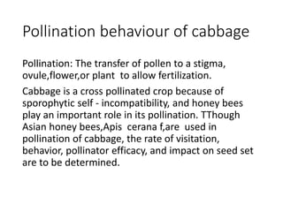 cabbage seed production and standards.pptx