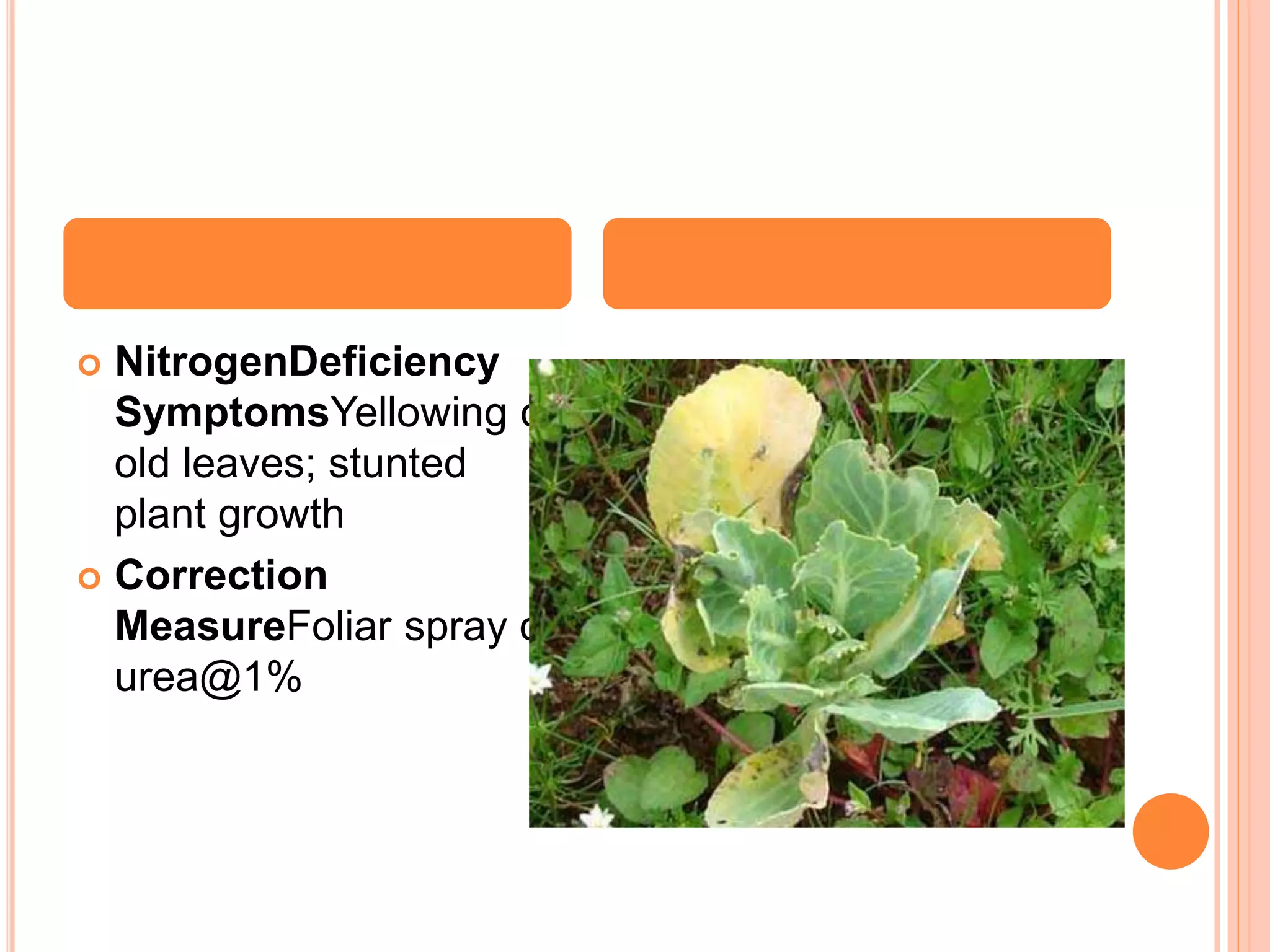 Cabbage physiological disorders By Mr. Allah Dad Khan Provincial ...