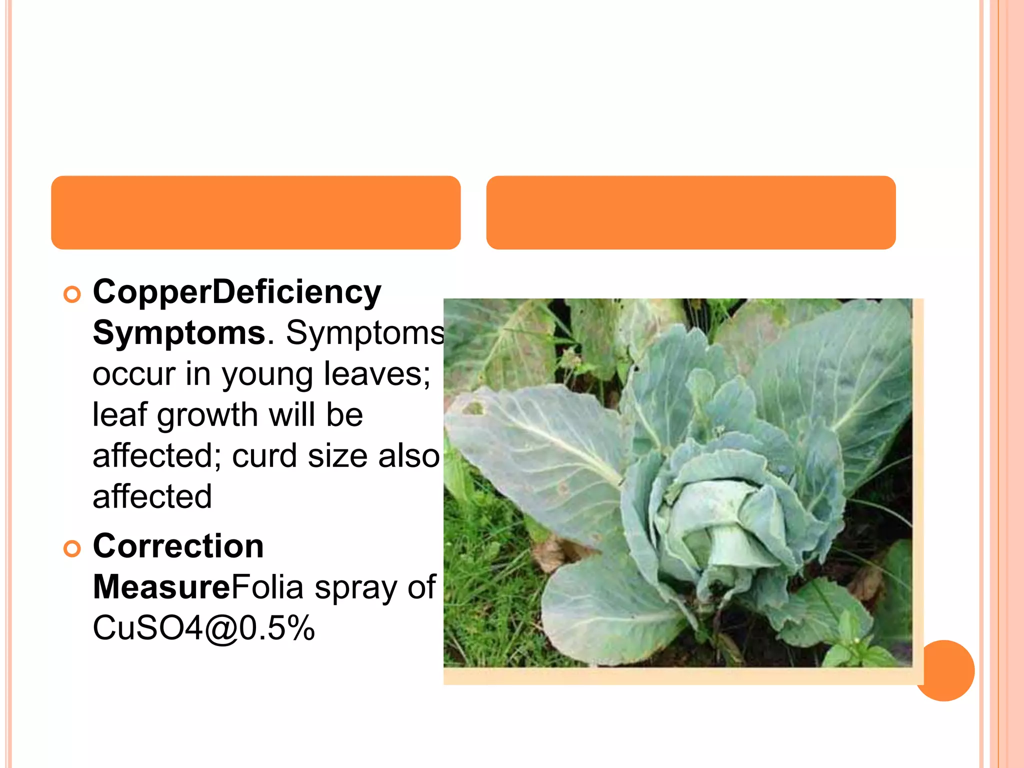 Cabbage physiological disorders By Mr. Allah Dad Khan Provincial ...