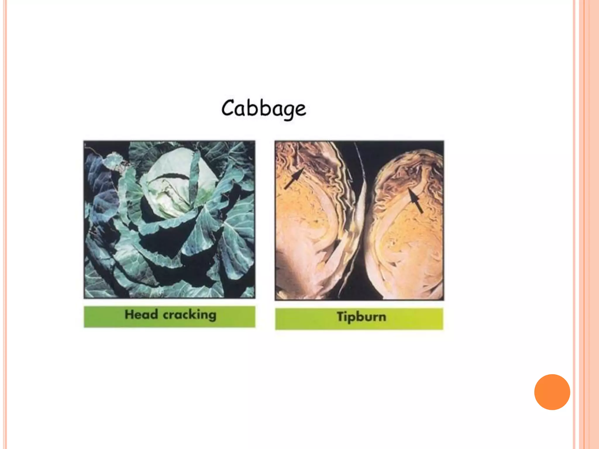 Cabbage physiological disorders By Mr. Allah Dad Khan Provincial ...