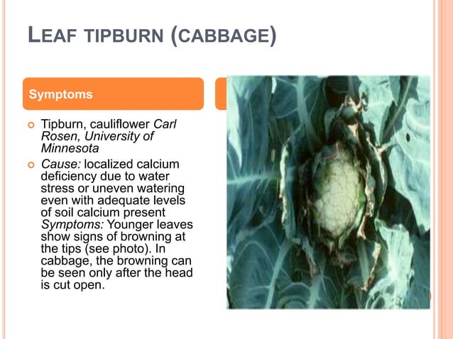 Cabbage physiological disorders By Mr. Allah Dad Khan Provincial ...