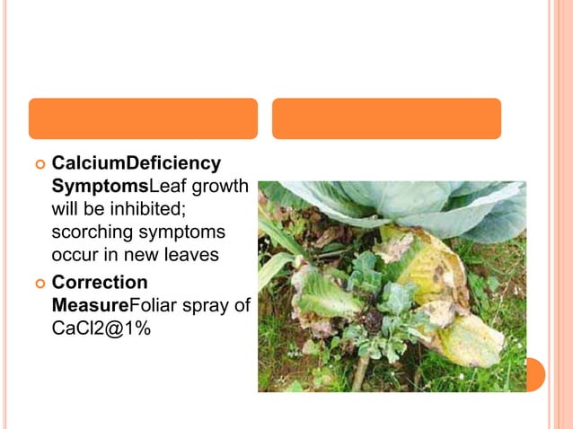 Cabbage physiological disorders By Mr. Allah Dad Khan Provincial ...