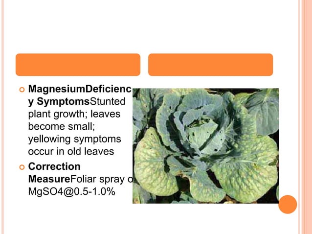 Cabbage physiological disorders By Mr. Allah Dad Khan Provincial ...