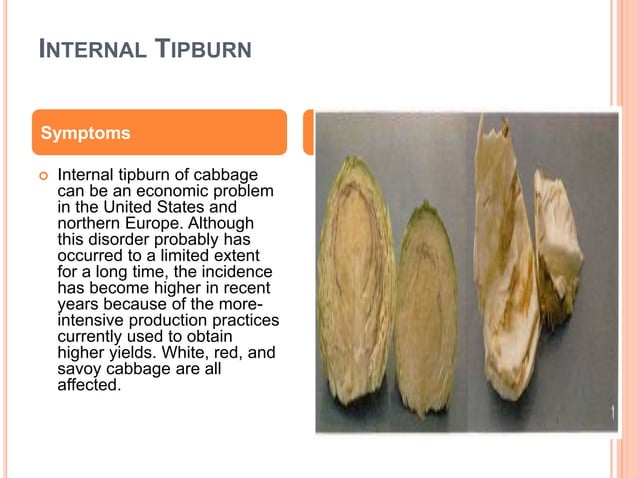 Cabbage physiological disorders By Mr. Allah Dad Khan Provincial ...