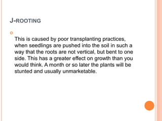 Cabbage physiological disorders By Mr. Allah Dad Khan Provincial ...