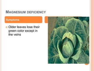 Cabbage physiological disorders By Mr. Allah Dad Khan Provincial ...