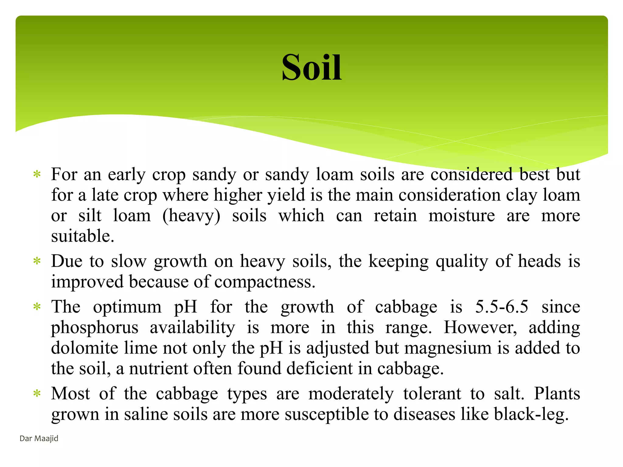 Production technology of Cabbage | PPTX