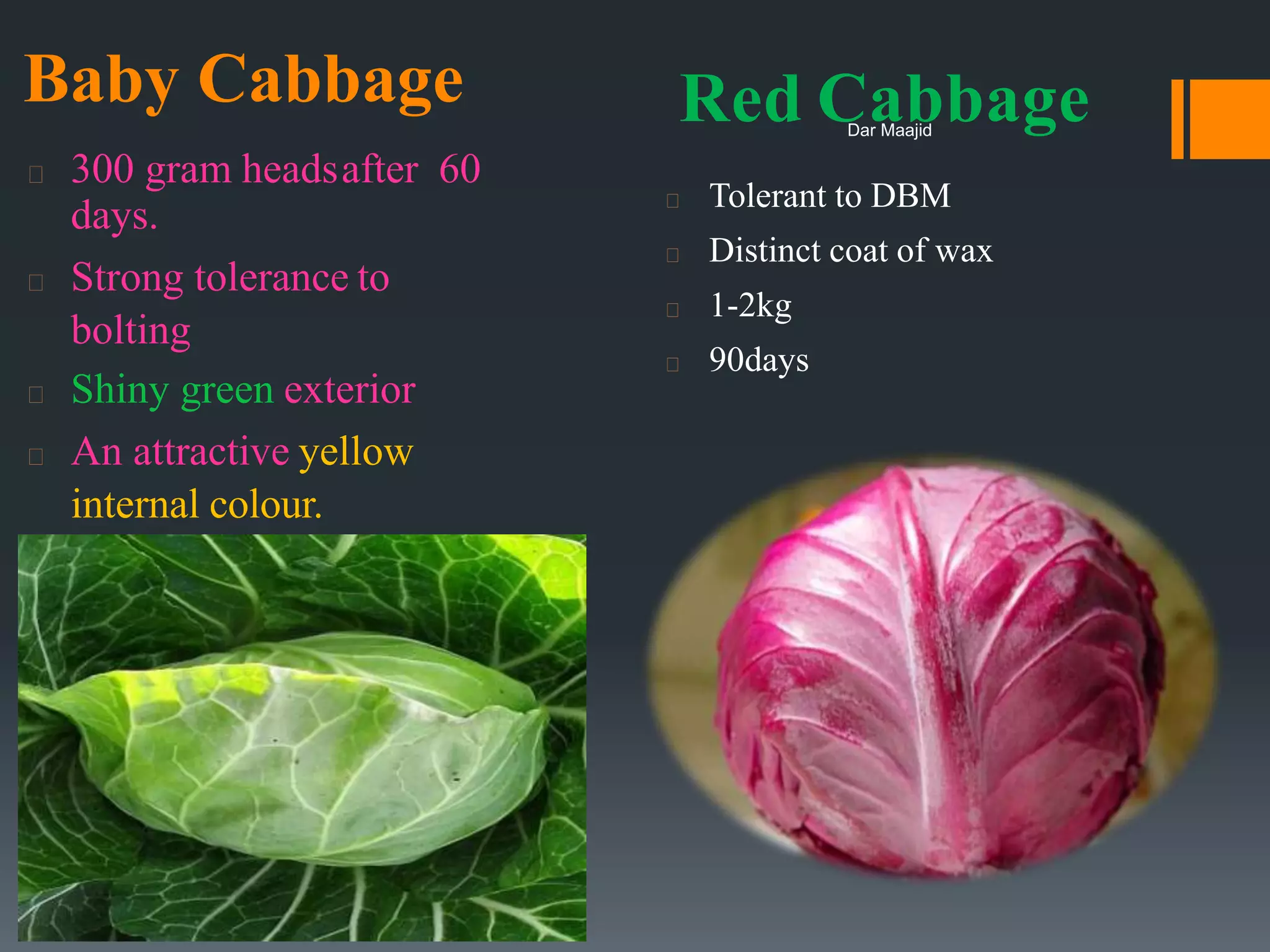 Production technology of Cabbage | PPTX