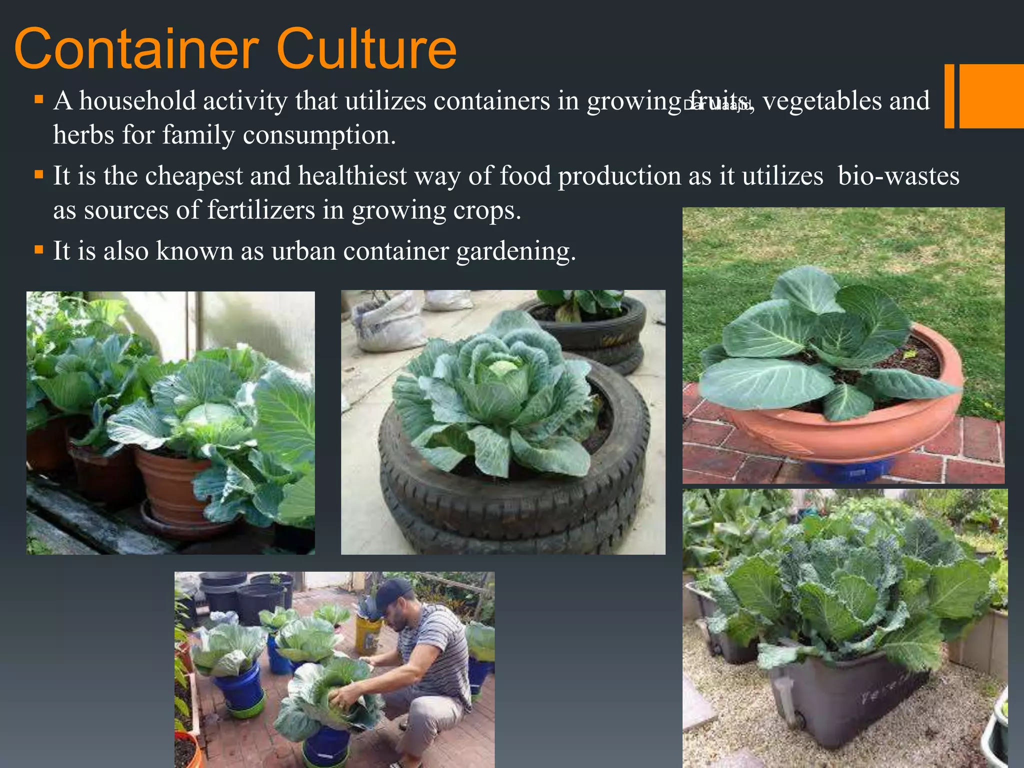 Production technology of Cabbage | PPTX