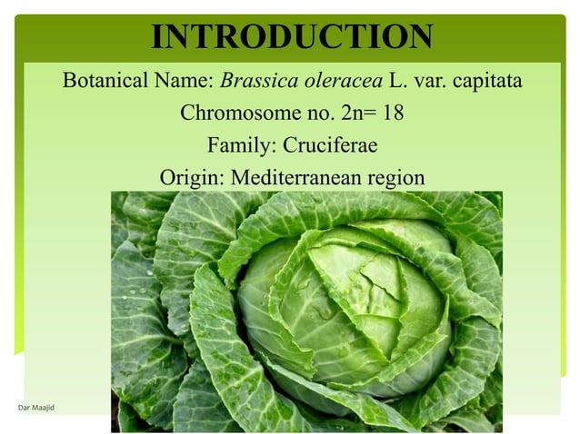 Production technology of Cabbage | PPTX