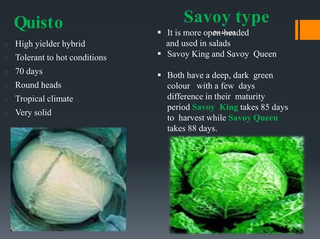 Production technology of Cabbage | PPTX