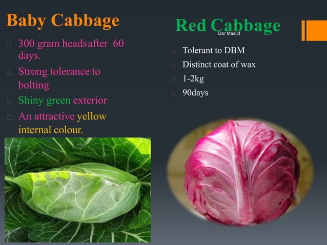 Production technology of Cabbage | PPTX