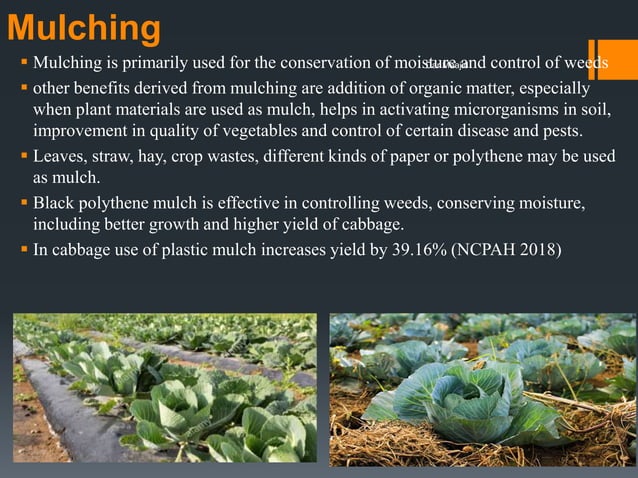 Production technology of Cabbage | PPTX