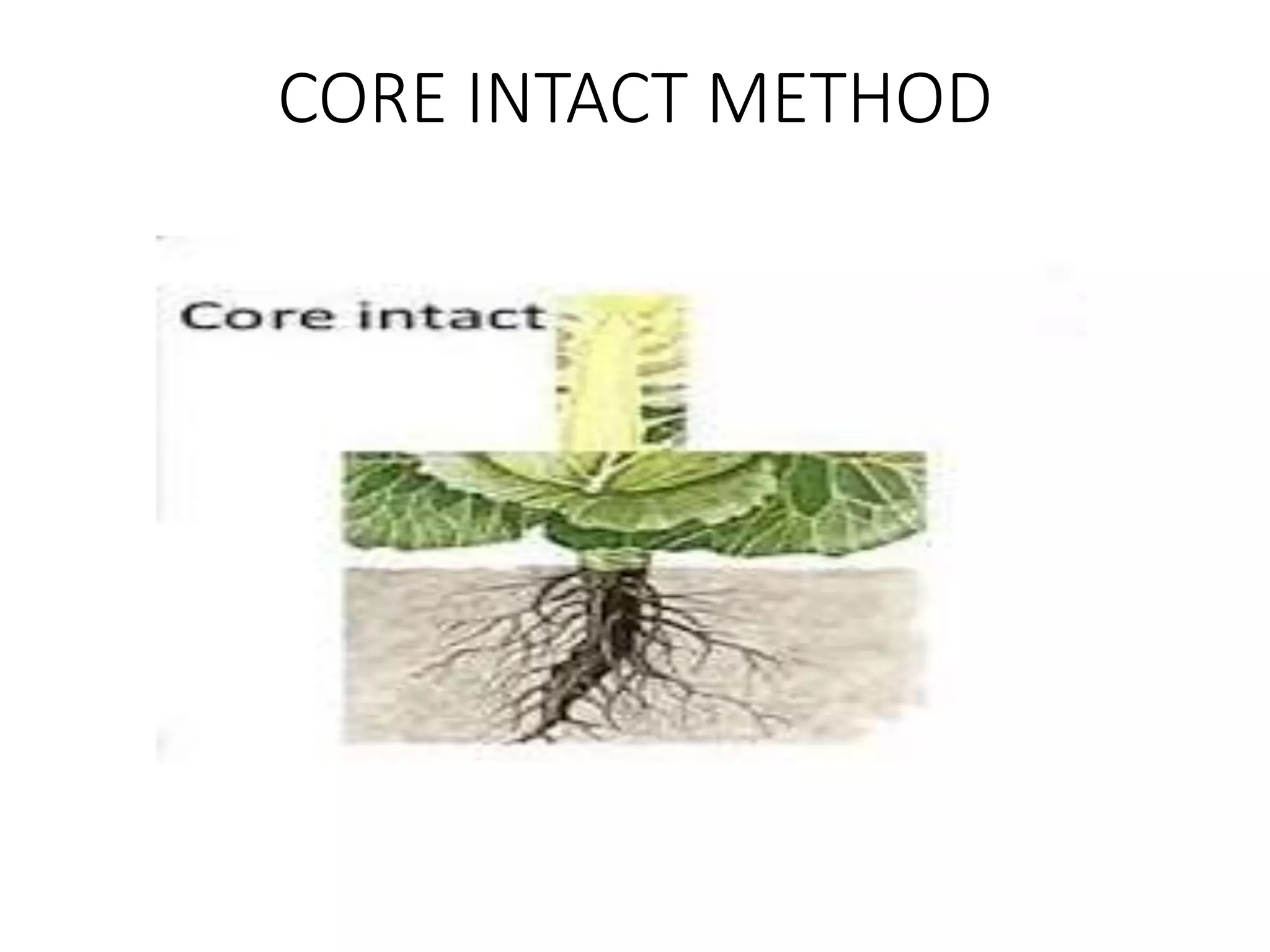 Hybrid seed production in cabbage | PPTX