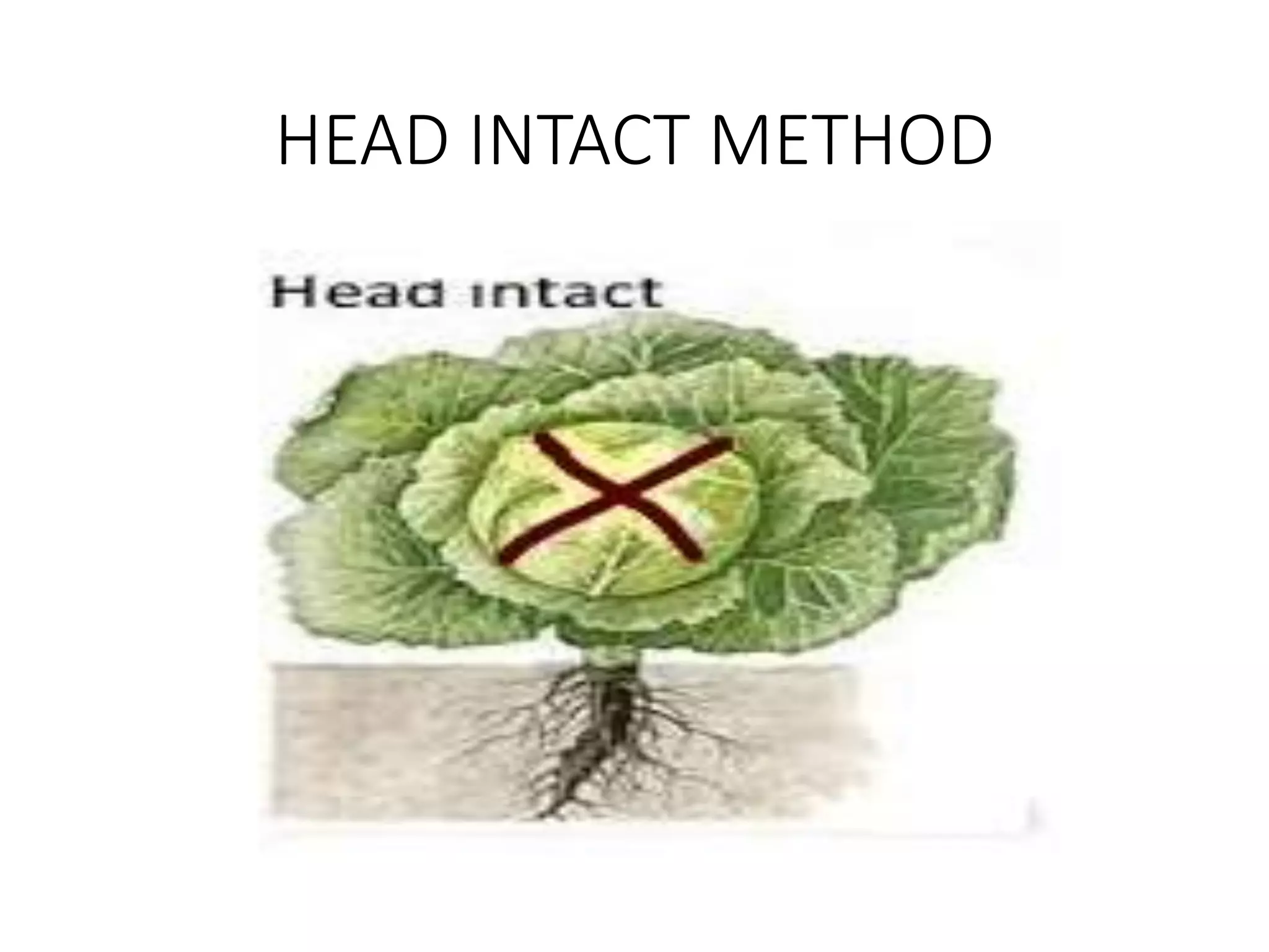 Hybrid seed production in cabbage | PPTX