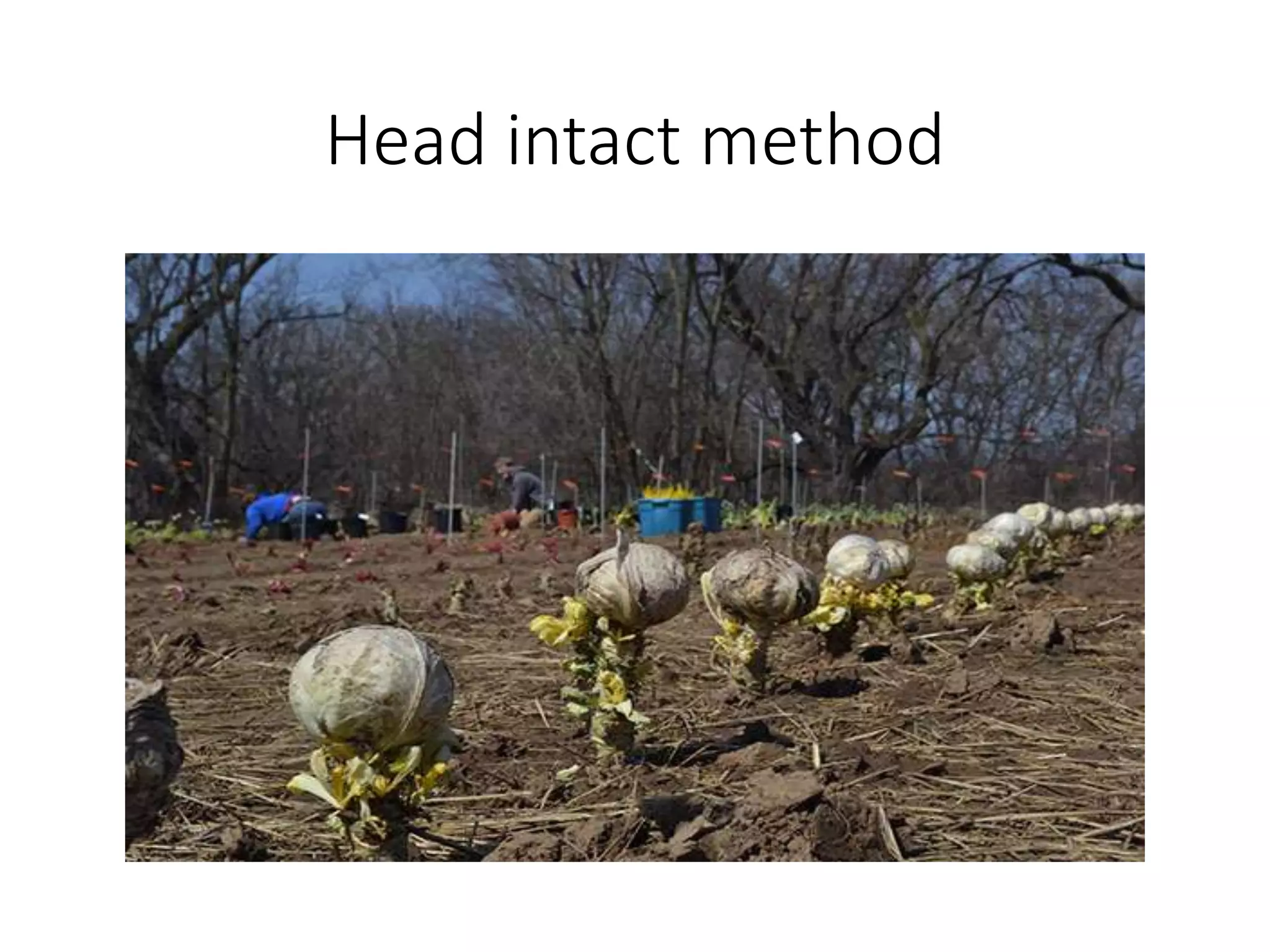 Hybrid seed production in cabbage | PPTX