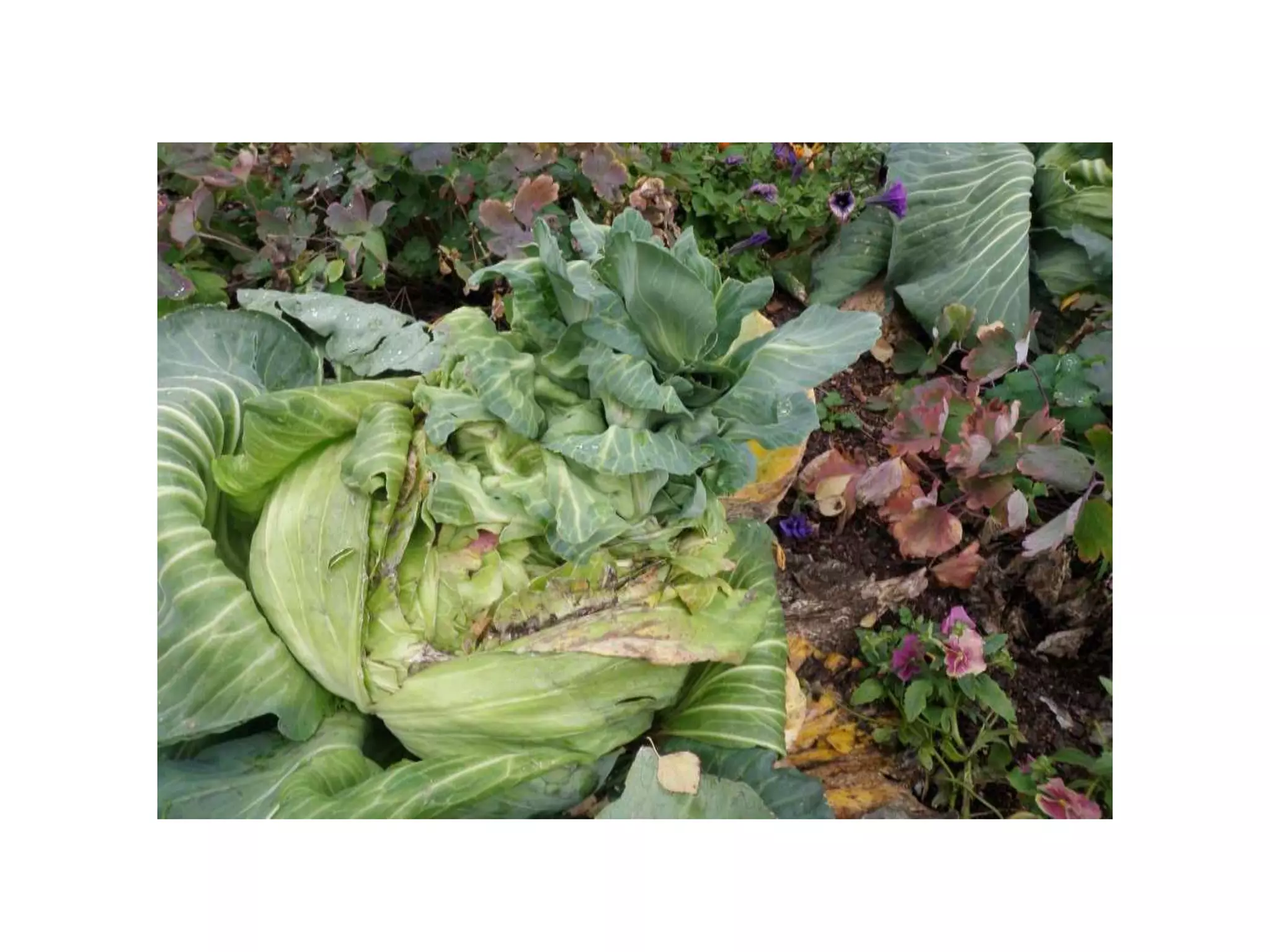 Hybrid seed production in cabbage | PPTX