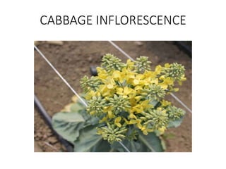 Hybrid seed production in cabbage | PPTX