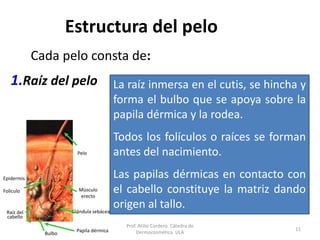 Estructura del cabello, fases del crecimiento y tratamiento | PDF