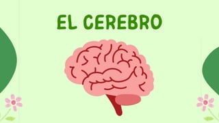 Human Head or La Cabeza in Spanish Class | PPT