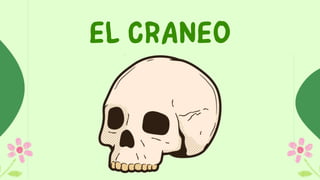 Human Head or La Cabeza in Spanish Class | PPT