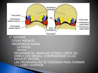 EMBRIOLOGIA DE LA CABEZA Y CUELLO | PPTX