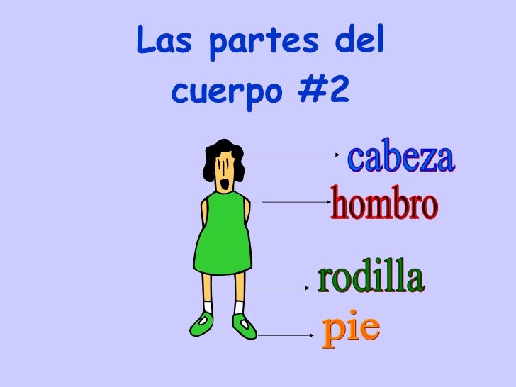 Hombro En Ingles
