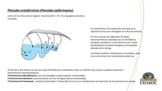 CABEZA-Y-CUELLO.pptx