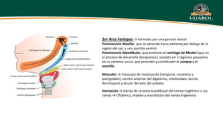 CABEZA-Y-CUELLO.pptx