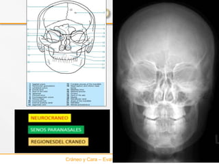 Cabeza cuello normal | PPTX