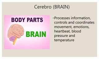 Partes de la cabeza (inglés) | PPT