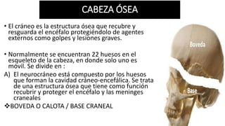CABEZA ÓSEA ANATOMIAcompleto.....pdf.... | PDF