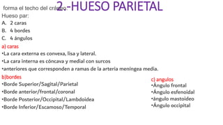 CABEZA ÓSEA ANATOMIAcompleto.....pdf.... | PDF