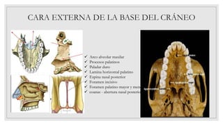 CABEZA VISION GENERAL.pptx