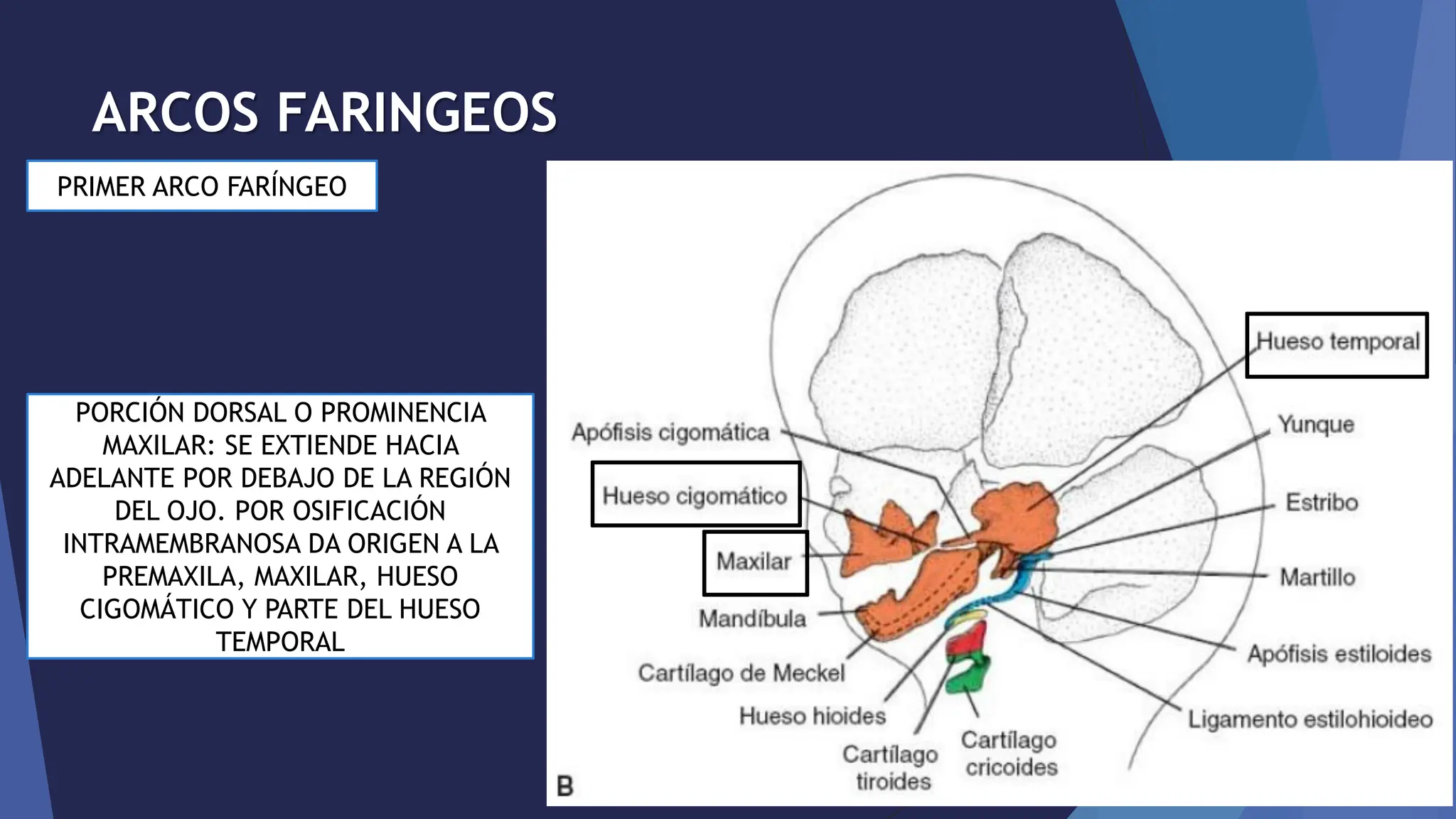 CABEZA Y CUELLO desarrollo embrinario segun Langman | PDF