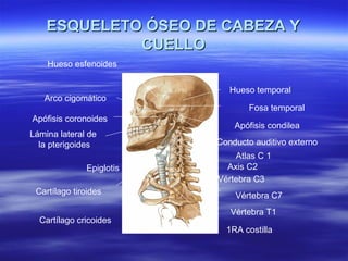 Anatomia Cabeza y cuello | PPT