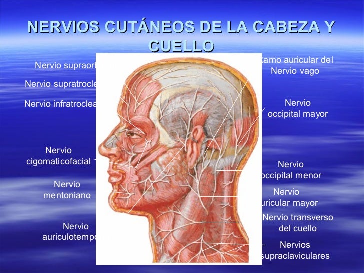 Anatomia Cabeza y cuello
