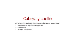 Cabeza y cuello | PPTX