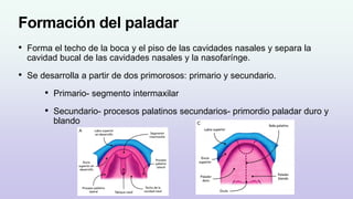 cabeza y cuello.pptx........................ | PPT