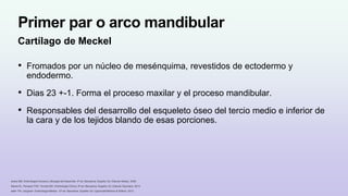 cabeza y cuello.pptx........................ | PPT