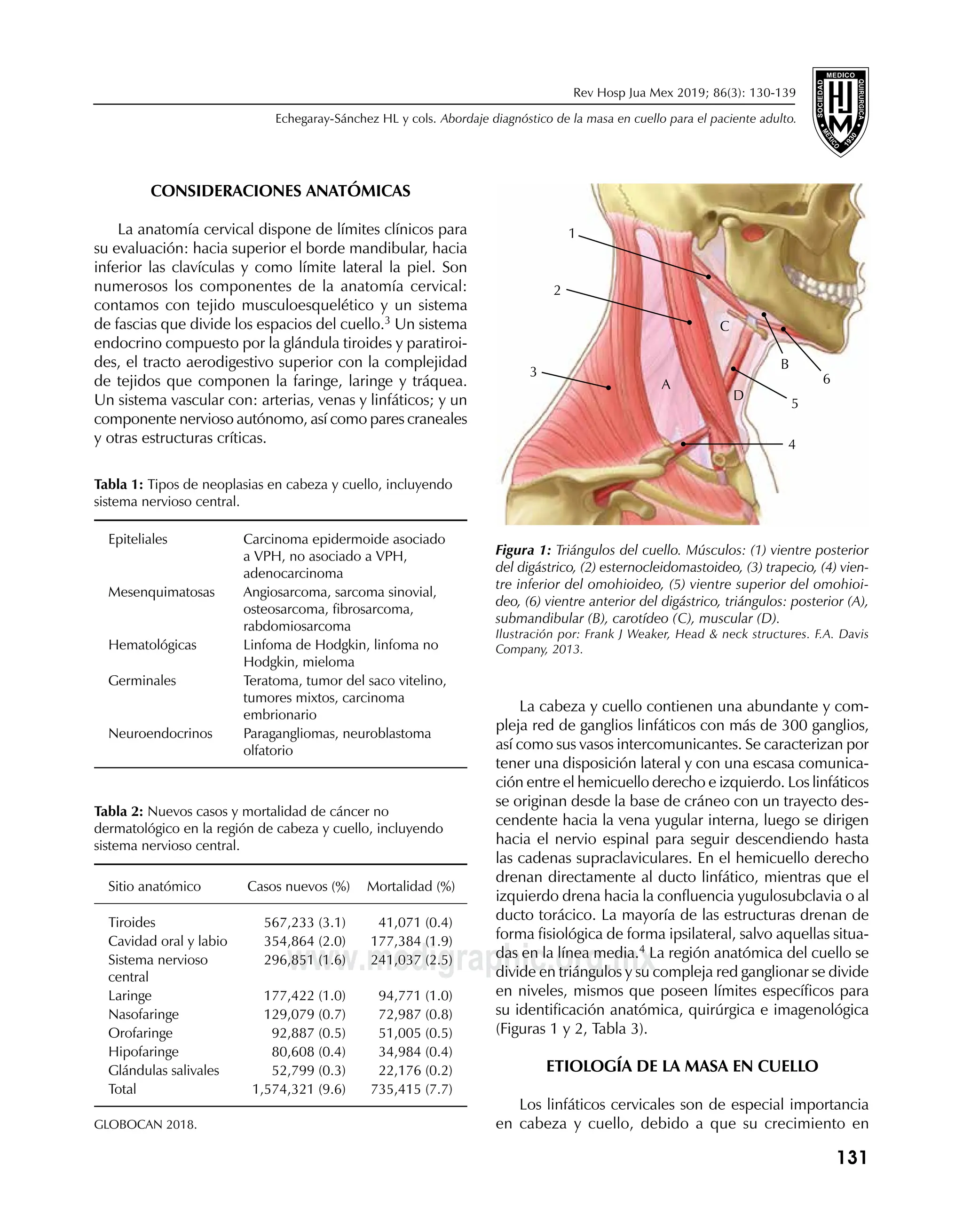 Cabeza y cuello. Abordaje diagnóstico de la masa en cuello | PDF ...