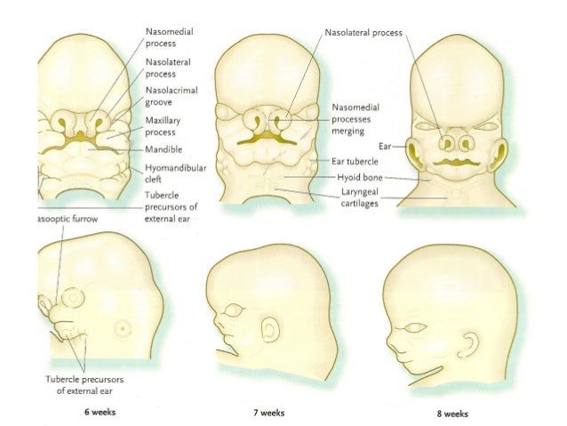 Desarrollo de Cabeza y cuello en el periodo embrionario Pt. 2