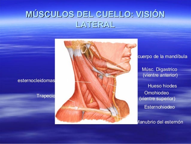 Anatomia I Miologia Musculos De La Cara Y Cuello Youtube