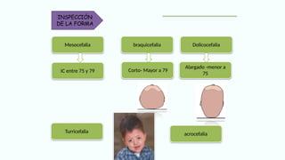 CABEZA Y CUELLO SEMIOLOGIA MEDICA DE ESTUDIO | PPTX