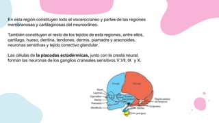 cabeza y cuello embriologia primero.pptx